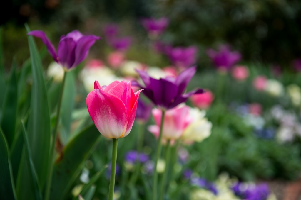 6 Ways to Celebrate Spring With These Hidden Charlotte Gems - QC Exclusive