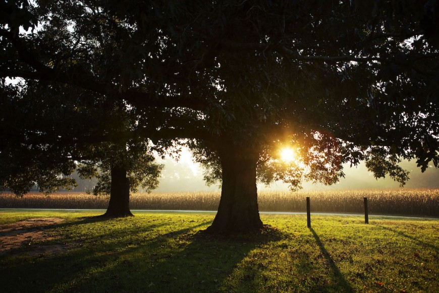 The Quail Hunter’s Heaven: Garland, North Carolina’s George Hi ...