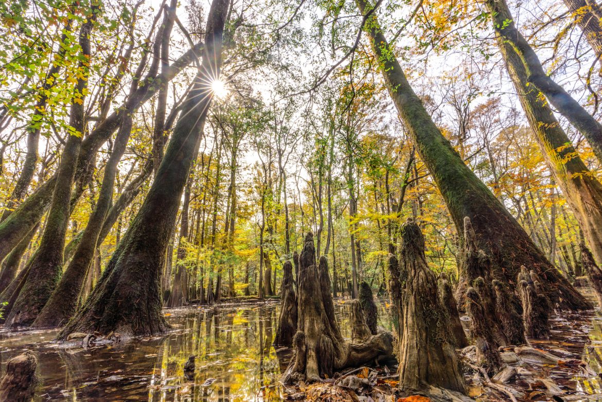 Nature and History at Congaree National Park - QC Exclusive