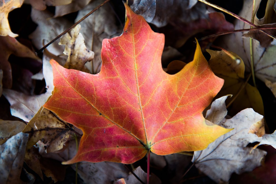 8 0f the Best Charlotte Fall Activities for 2022 – QC Exclusive