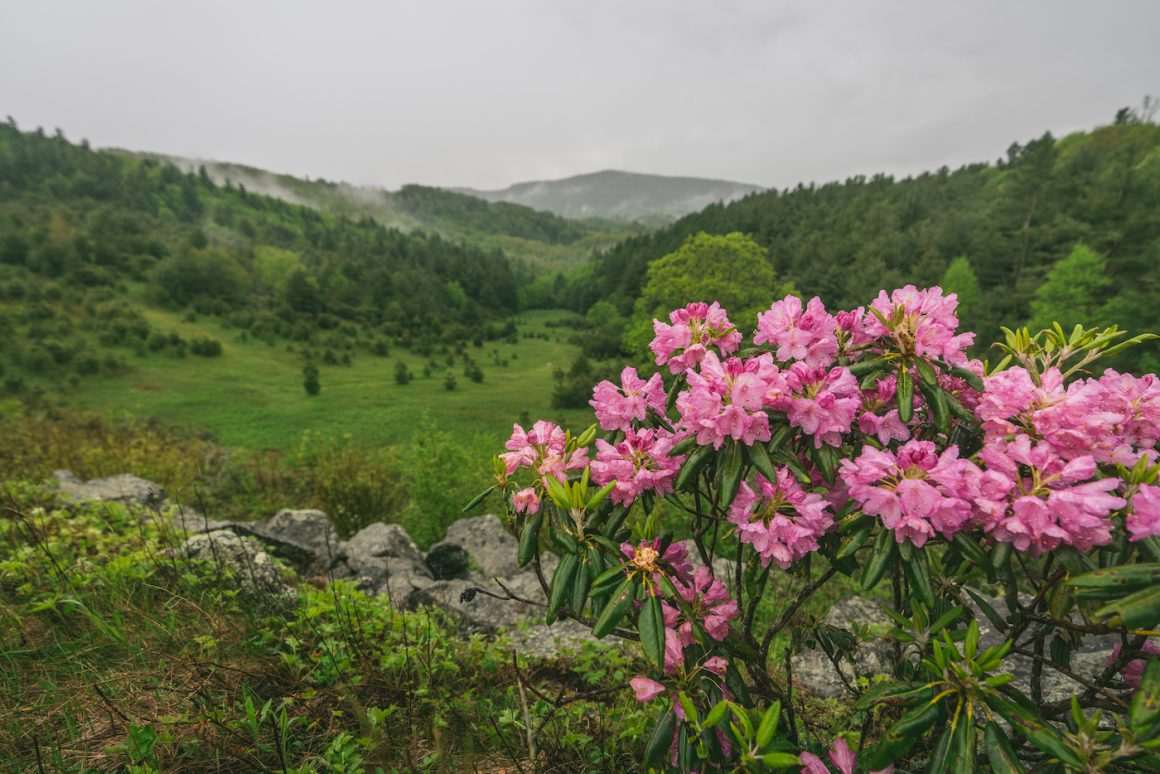 Blue Ridge Conservancy: Saving the Carolinas – QC Exclusive